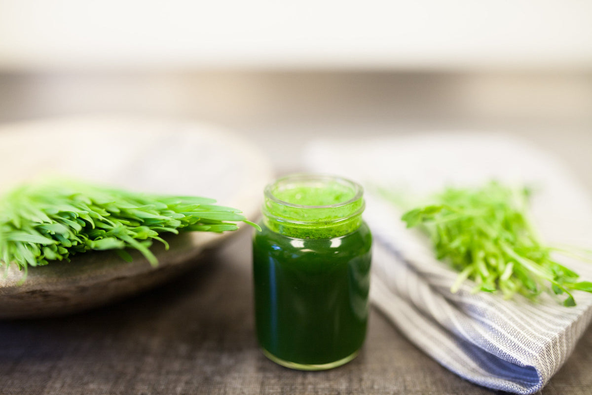 Organic Frozen Wheatgrass Shots | Andi's Way