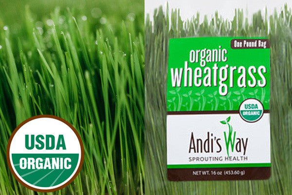 Organic Wheatgrass | 1lb Wheatgrass by Andi's Way